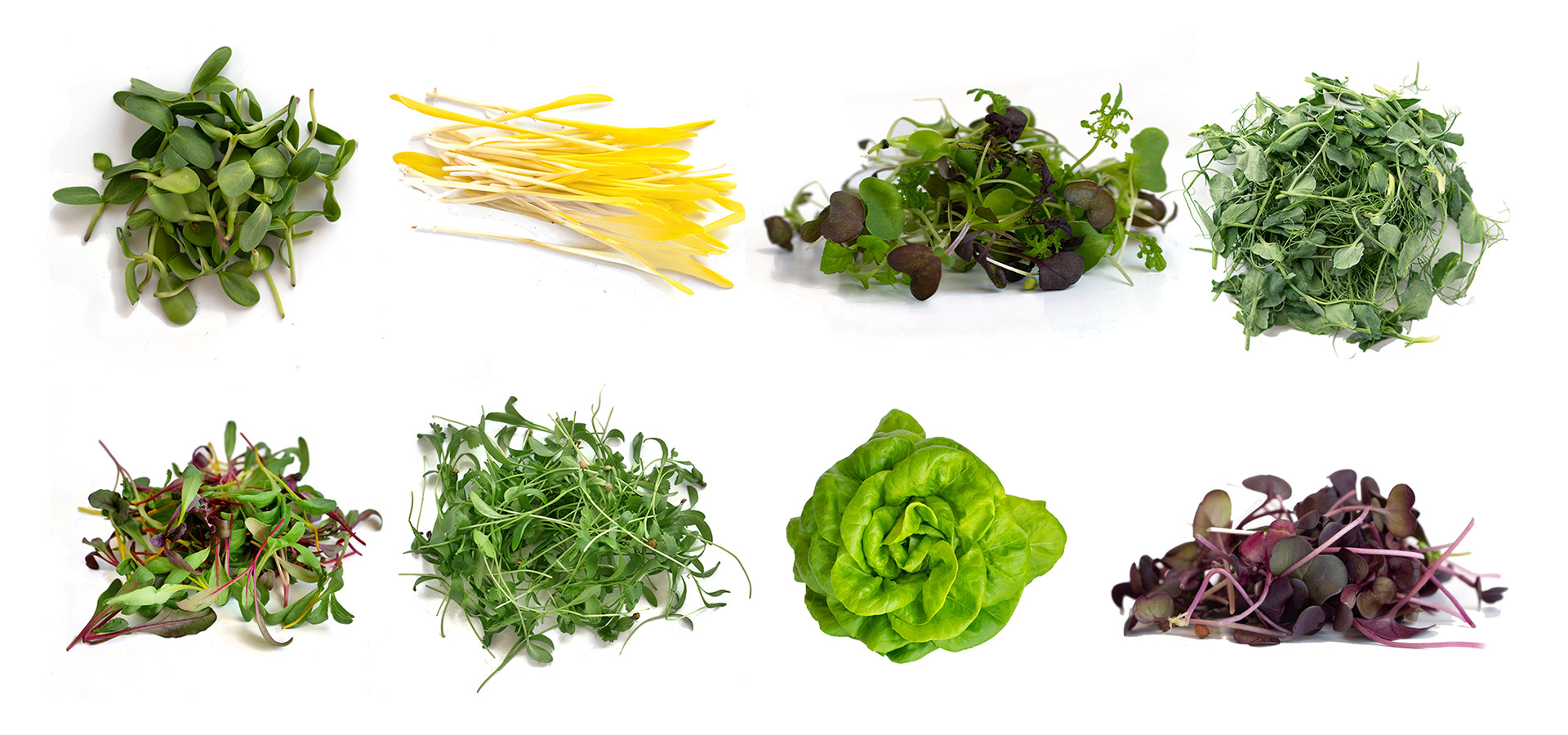 Hydroponically Grown Green Produce In Lakewood Colorado