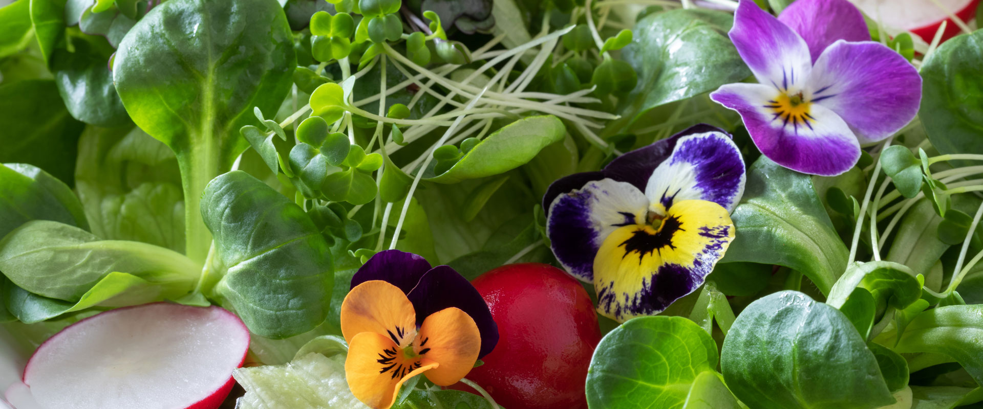 Rainbow Mix Microgreens, Order Rainbow Mix Microgreens Online