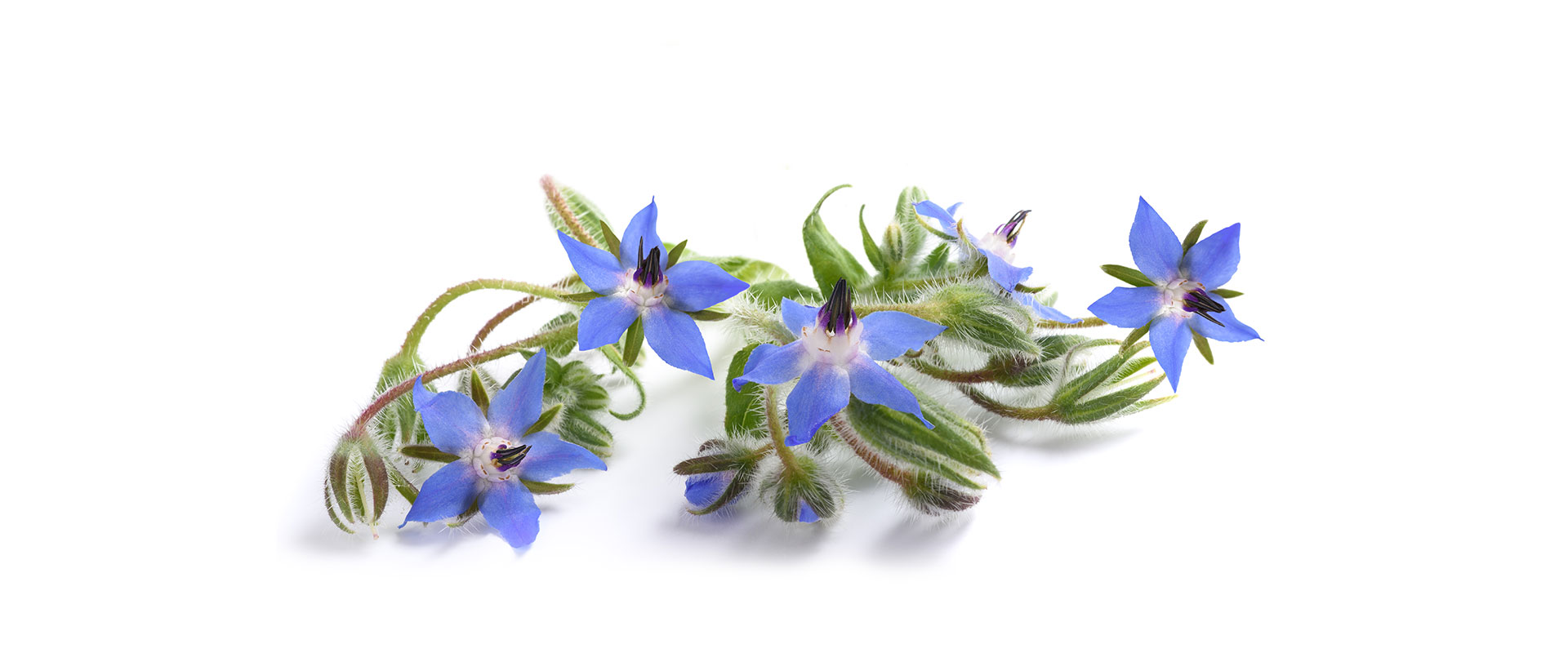 Order Starflower Microgreens, Order Borage Microgreens