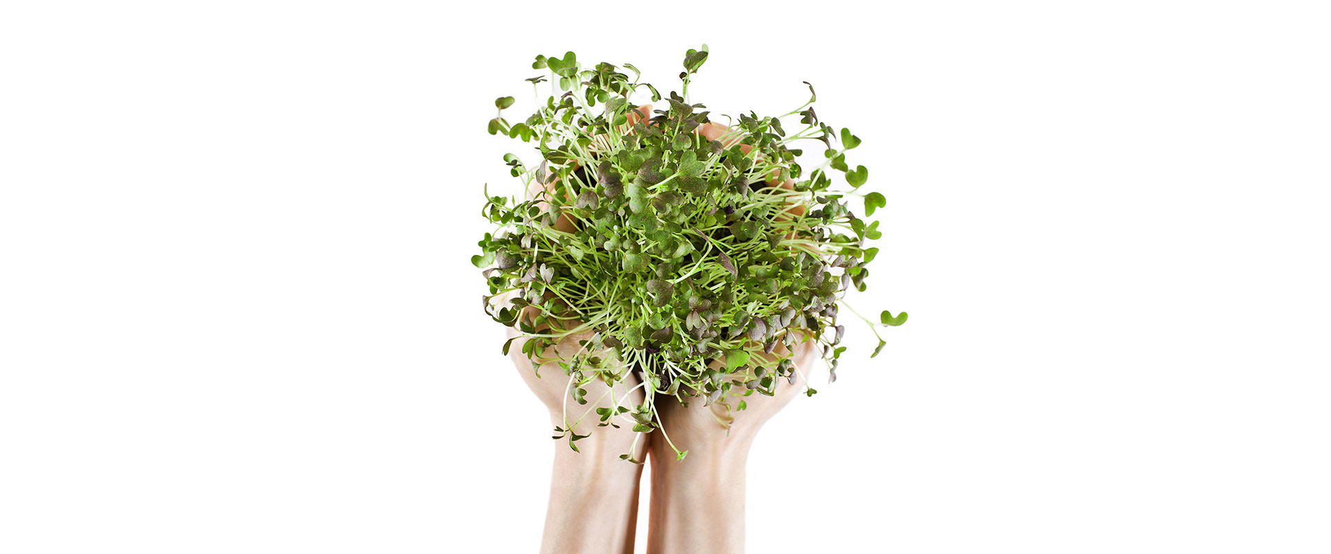 Where to Buy Microgreens - Infinite Harvest