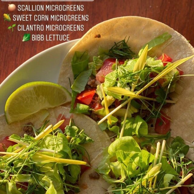 Radish Microgreens, Order Radish Microgreens Online